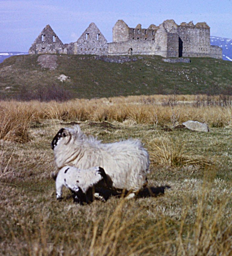 Sheep in Scotland - In Pursuit of the Cute
